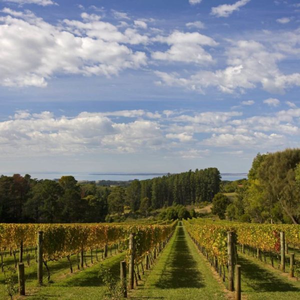 Australian Journeys - Wine Tours Mornington Peninsula and Yarra Valley