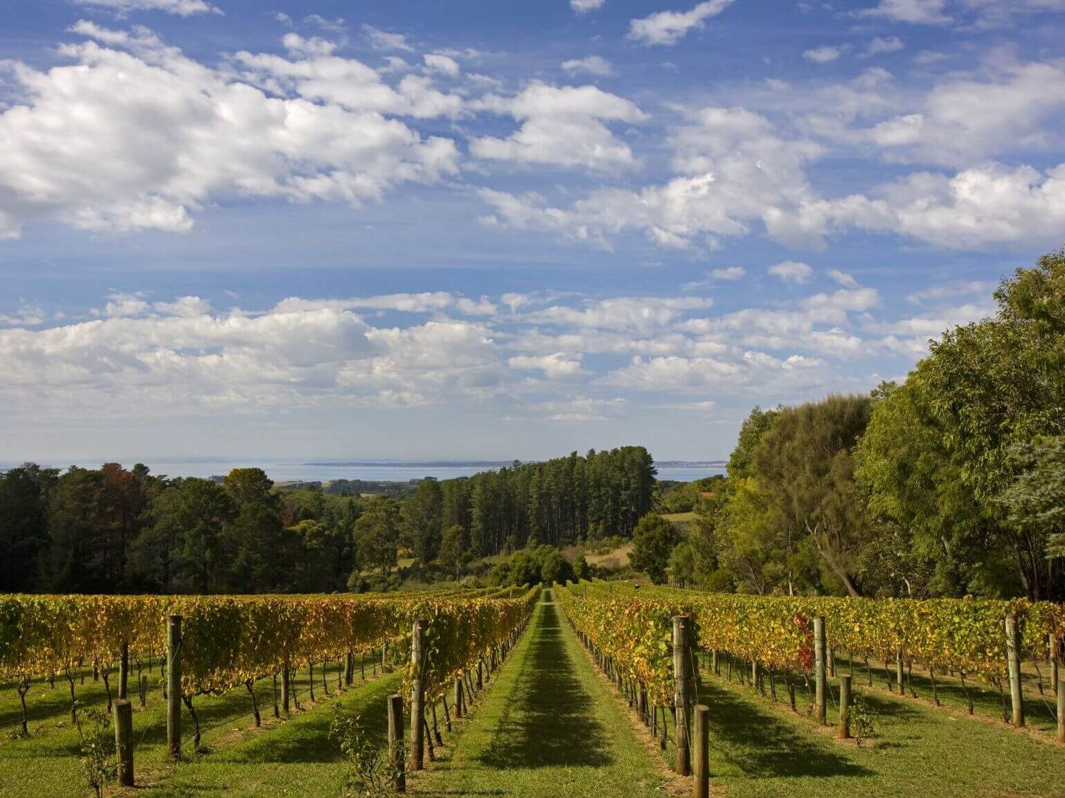 Red hill winery store